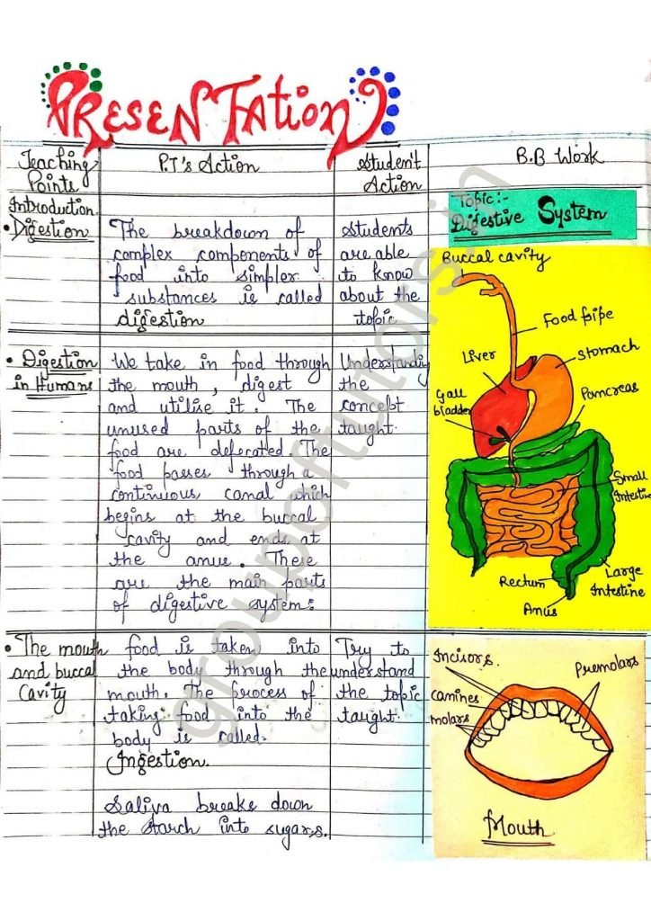 Digestive System Lesson Plans High School