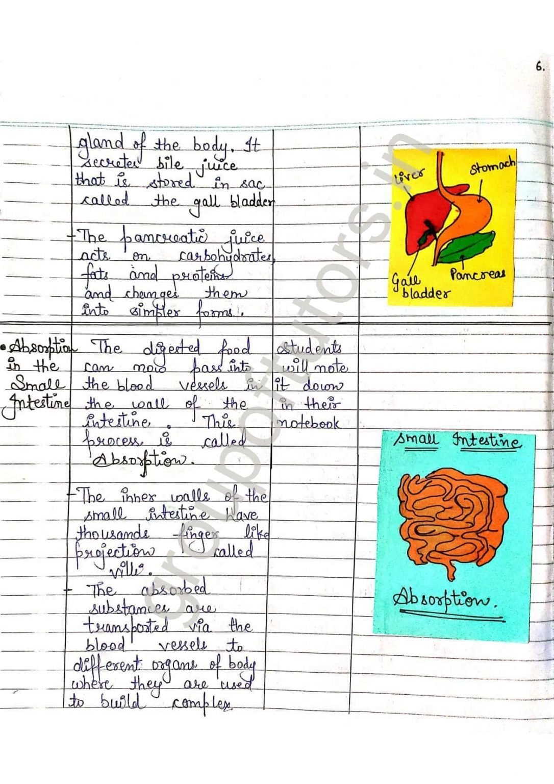 Digestive System Lesson Plan Biology - Group Of Tutors