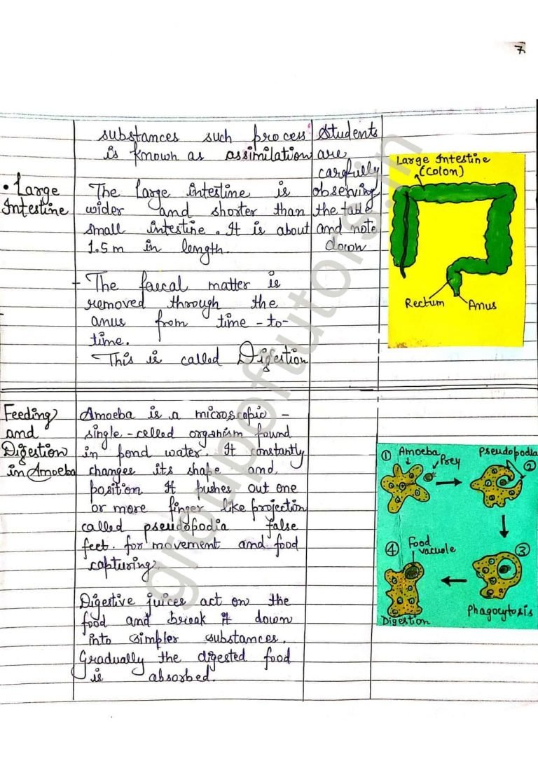 Digestive System Lesson Plan Biology - Group Of Tutors