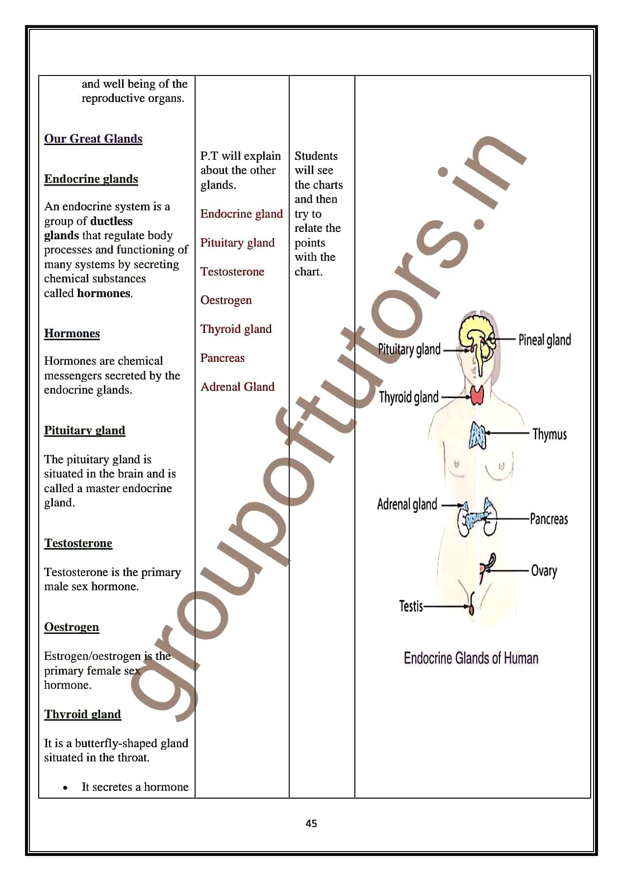 Adolescence Lesson Plan Class 8 - Group Of Tutors